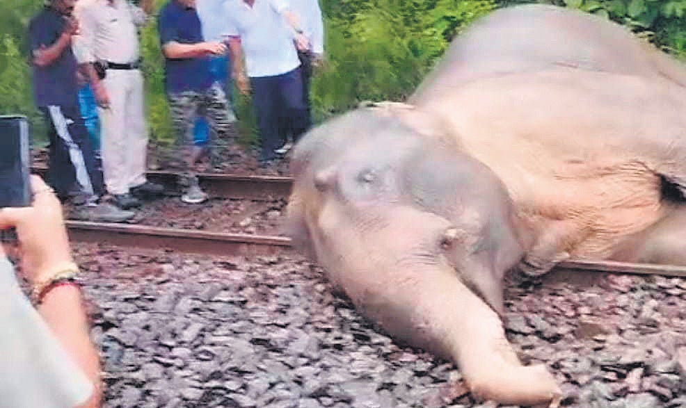 Elephant hit by speeding train, dies near Rajgangpur in Odisha