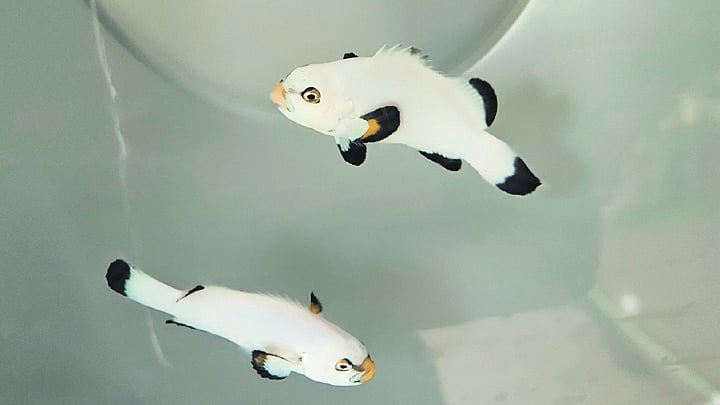 In a first, Indian researchers develop designer clownfish