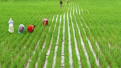 Paddy support price to remain capped at Rs 3,100 after MSP hike