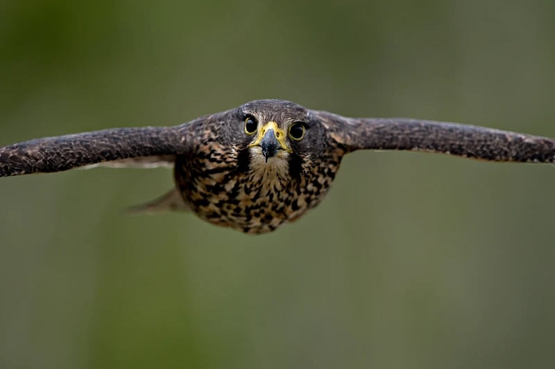 A raptor with no qualms about eating its opponents wins New Zealand’s ...
