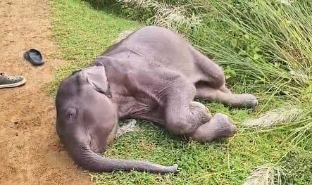 Elephant calf dies after swallowing country-made bomb in Erode, farmer held