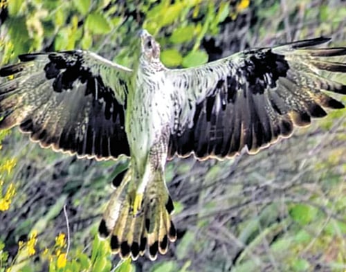 Nagamalai hillock in Erode notified as Tamil Nadu’s fourth Biodiversity ...