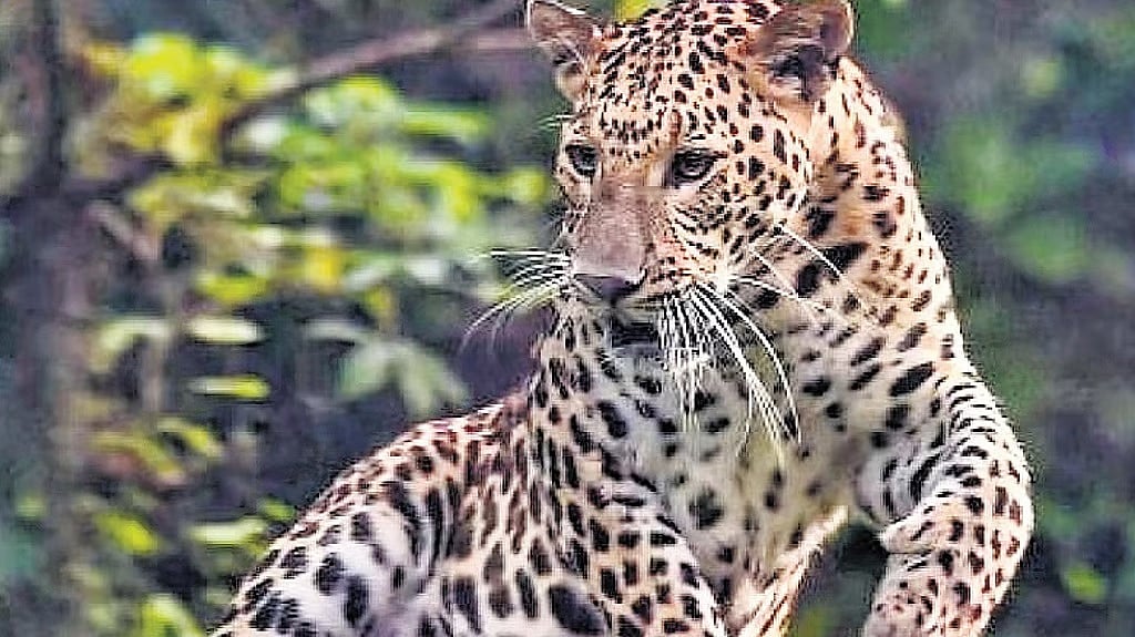 Leopard spotted prowling Karwar Naval Base, residents advised to stay ...