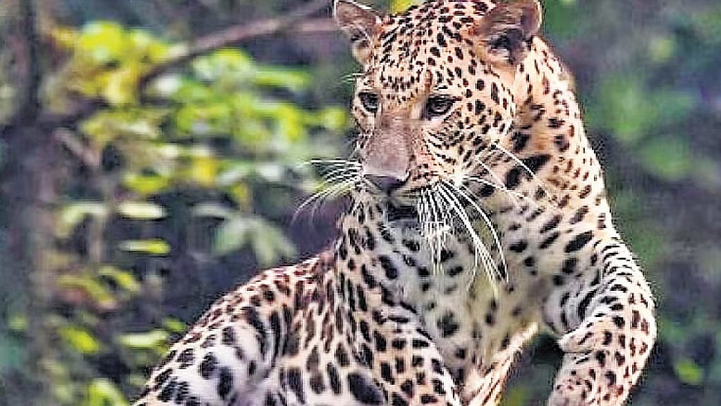 Pushed out by tigers, leopards stray into human dwellings in Uttarakhand