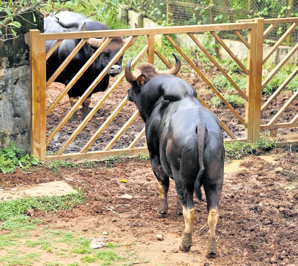 No more cramped spaces, sprawling 336-acre Puthur zoo to open soon