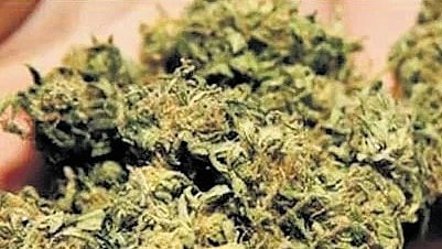 NCB seizes 320 kg ganja near Chennai toll plaza; arrests two including ...