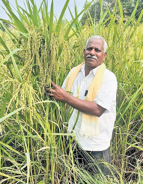 Belagavi farmer sparks silent revolution, preserves over 260 ...