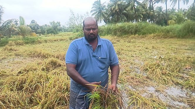 Kuruvai paddy price down 20% in Madurai due to high moisture, supply glut