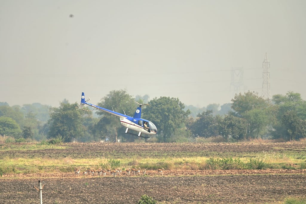 Madhya Pradesh using helicopter-driven technique to relocate blackbucks ...