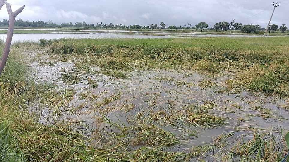 Continuous rain batters Puducherry; over 200 acres of paddy damaged as ...