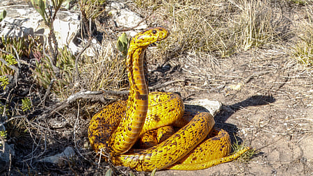 2.3K snakes of 17 species recorded during rescues in northern parts of ...