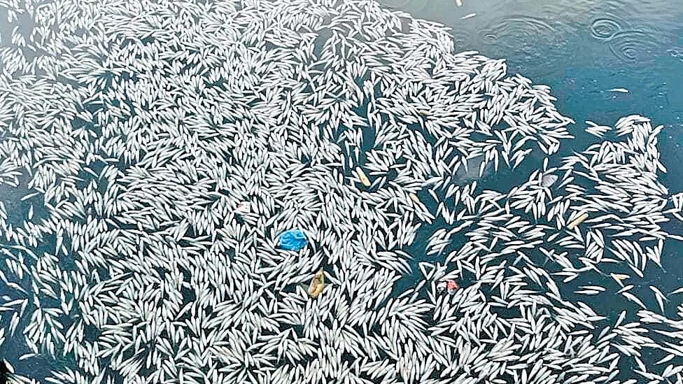 Oxygen depletion kills thousands of fish in TN's Mettur canal ...