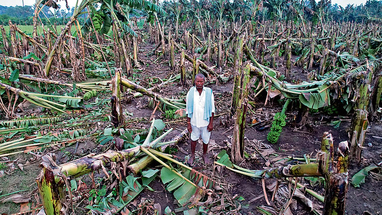 Cyclone resilience of banana crops shows natural farming triumph in ...