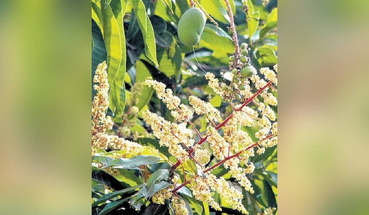 Heavy rain delays mango flowering in Karnataka; may hit growers with ...