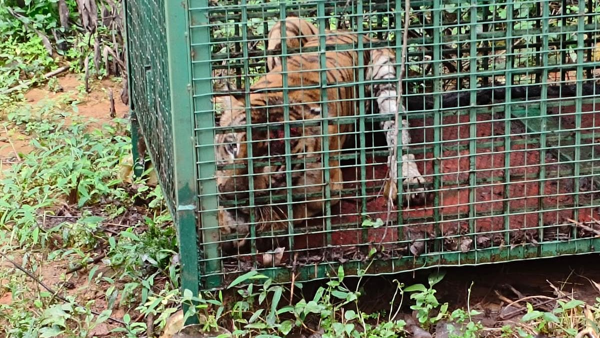 Tiger captured after month-long fear in Karnataka's Sargur