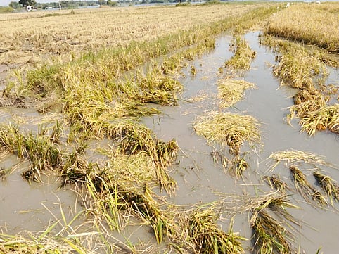 PMFBY to cover crop loss by animal attack, inundation