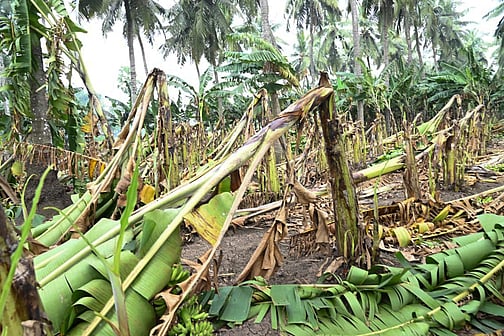 Andhra seeks Centre’s aid after Cyclone Montha causes Rs 6,352 crore losses