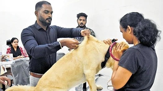 Madras HC questions Chennai’s pet licence deadline; GCC given 10 days ...