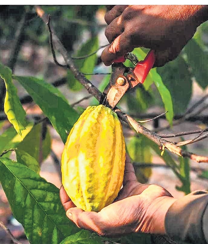 Kerala cocoa gets global boost as Japanese chocolatier places major ...