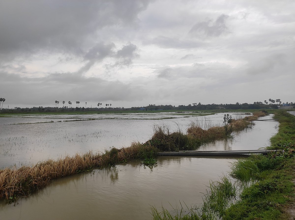 Ahead of Pongal, TN delta farmers seek immediate compensation for crops ...