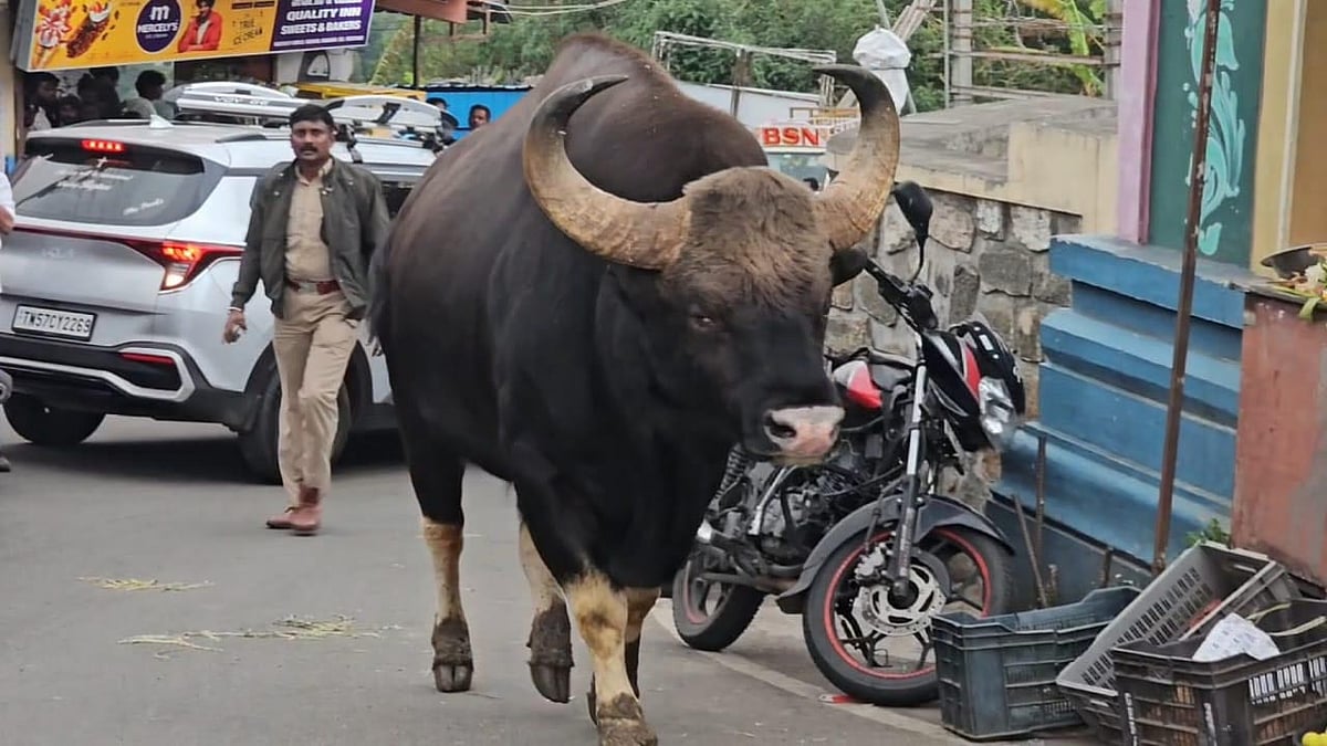 Grazing grounds shrinking, Gaurs stray into Kodaikanal town, attack 14 ...