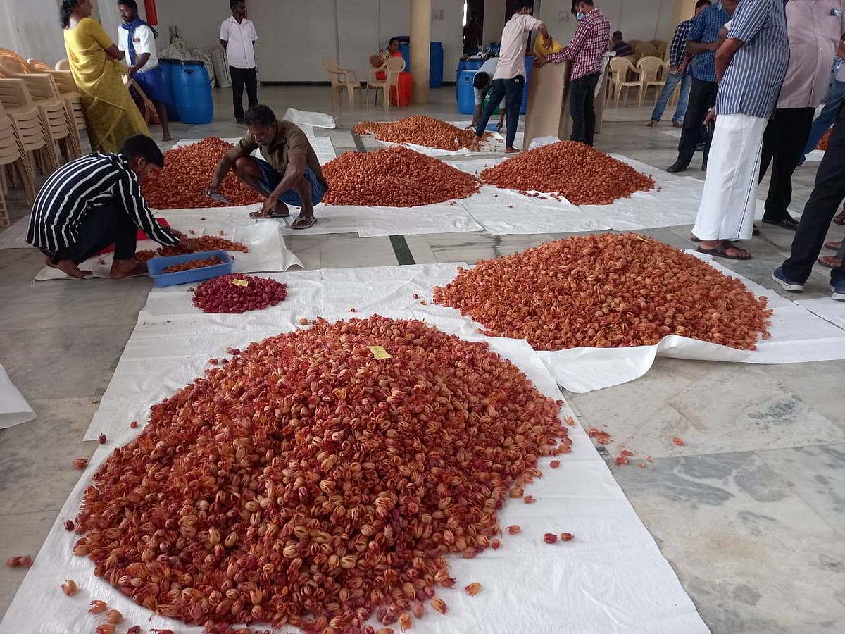 Pollachi nutmeg-mace price hits all-time high of Rs 3,050 per kg