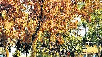 Neem dieback raises alarm in Telangana, FCRI launches in-depth ...