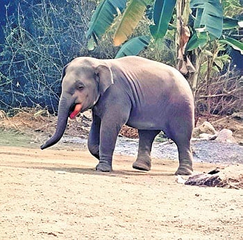 Tusker found dead with pellet wounds; explosives linked to elephant’s ...