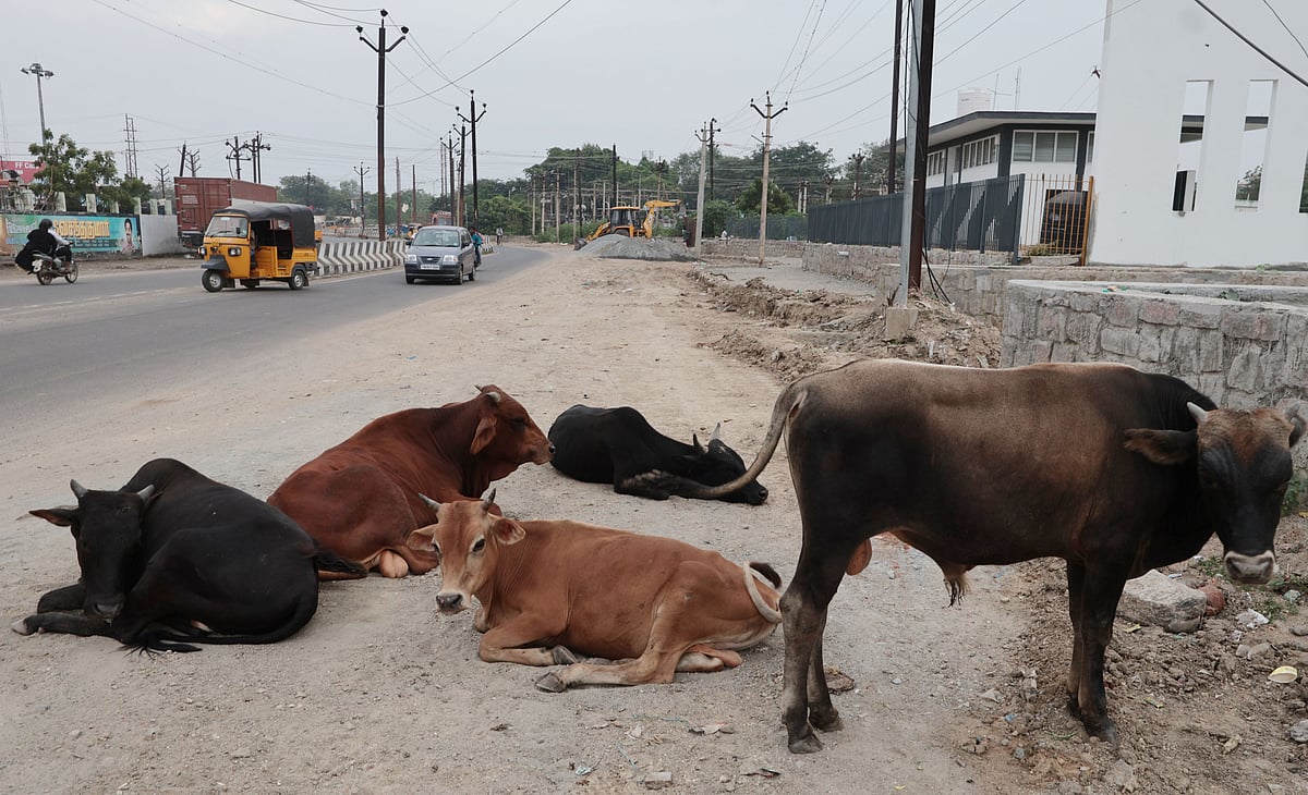 Despite continuous seizure efforts by corporation, stray cattle return ...
