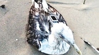 Seagull with Chinese GPS device found near Karnataka's Kadamba base