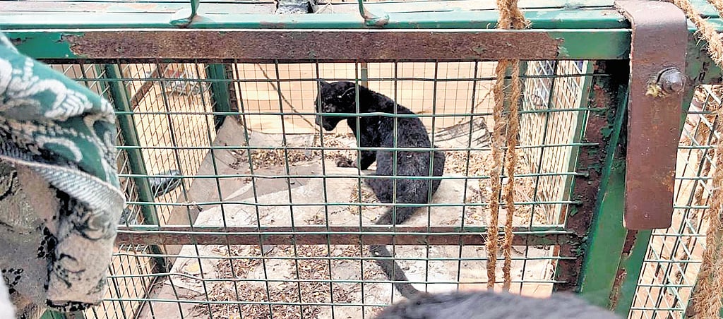Black leopard cub spotted in Kovai colony