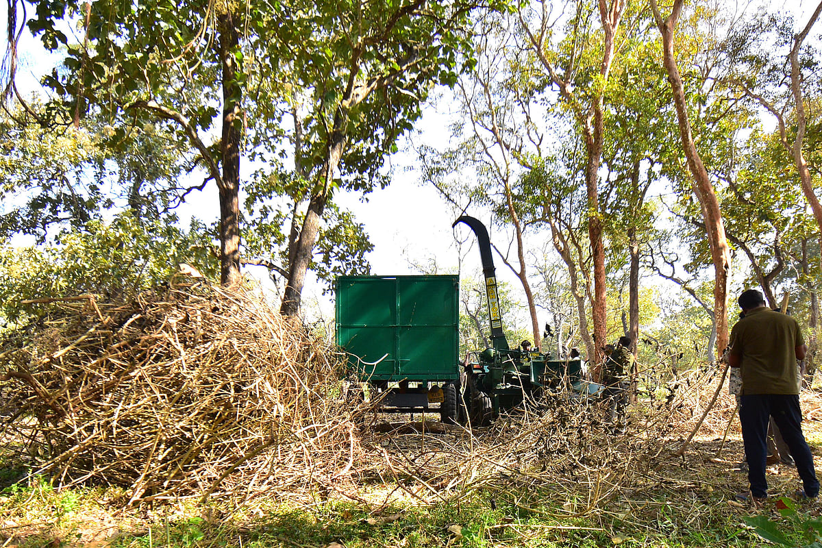 Karnataka's Bandipur Tiger Reserve turns invasive lantana into fuel ...