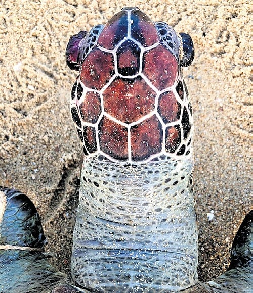 ‘Deadly’ start to turtle nesting season in Chennai