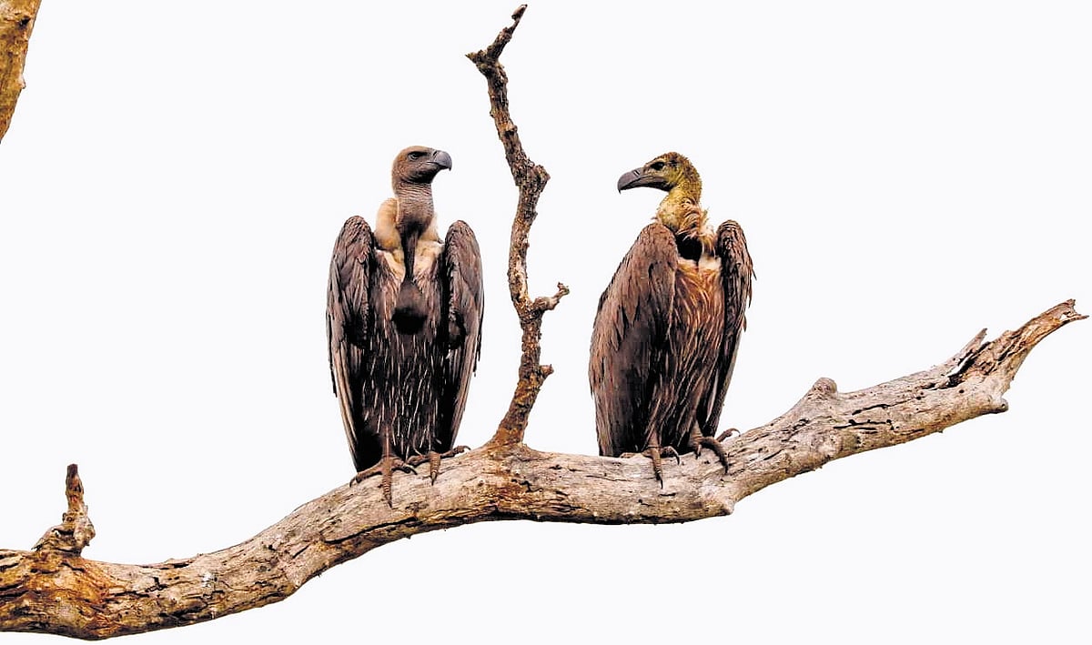 14-member team formed for Vulture Safe Zone at Coimbatore's Moyar