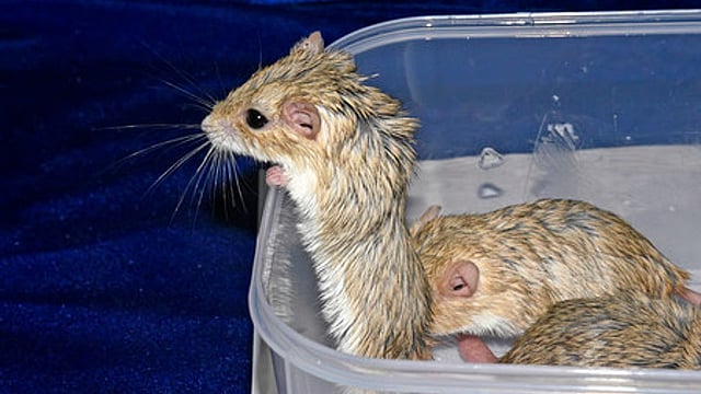 Wild animals poaching