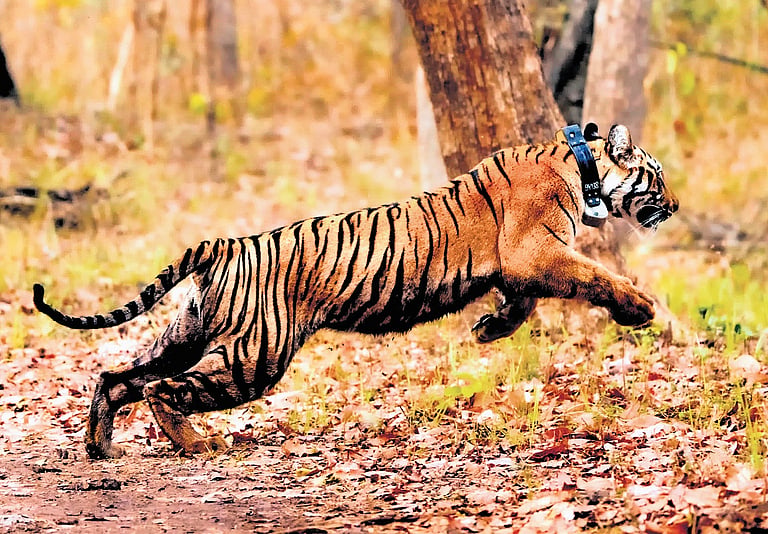 Tiger census from January 5; to cover co-predators, preys