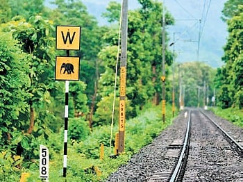 Railways plans AI cameras to locate wildlife from 500m away to curb ...