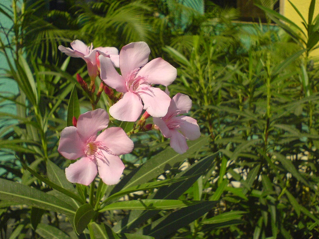 Flowering hedges: A beautiful way to shape Indian gardens