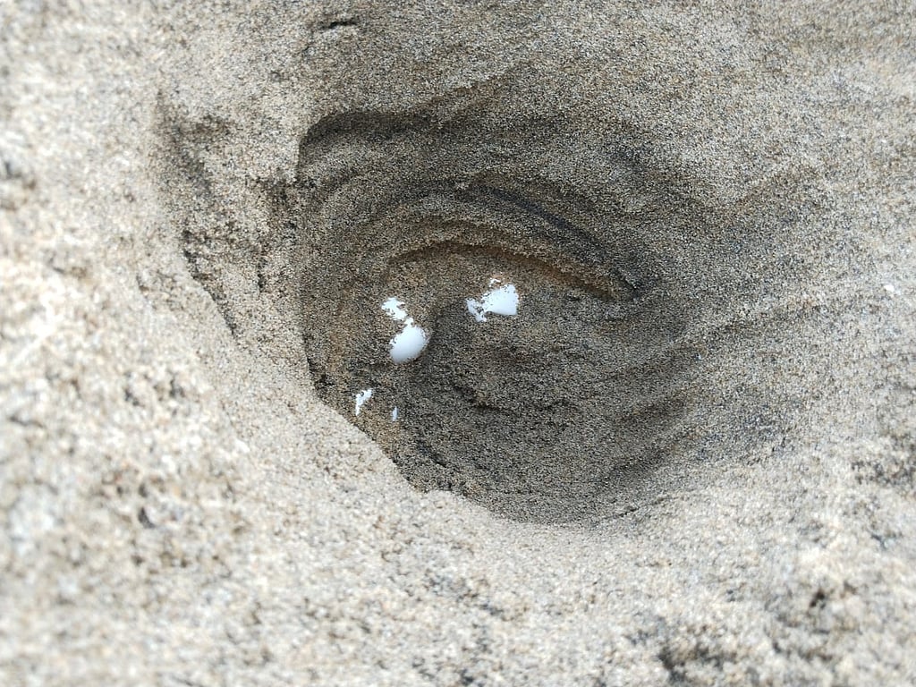 No hatcheries, Karaikal stares at risk of turtle egg poaching