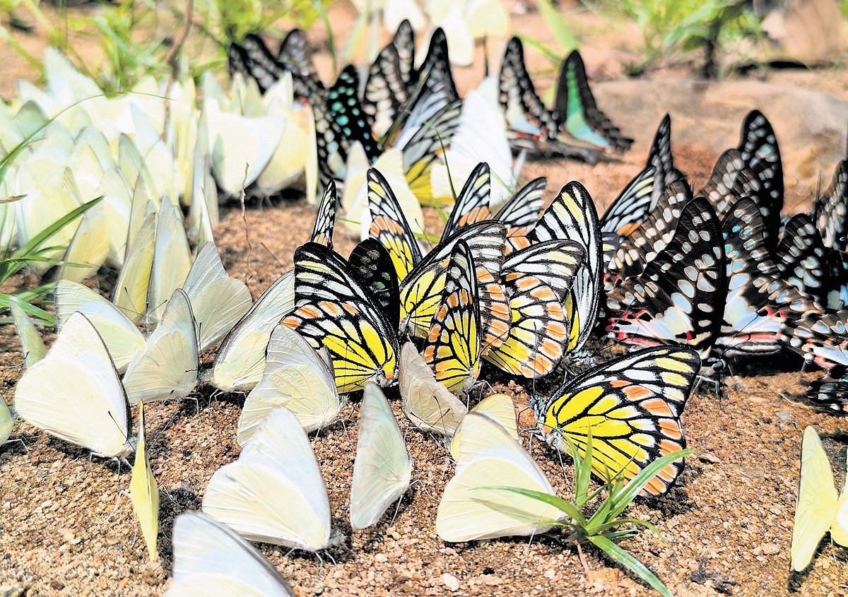 Butterfly numbers on Cheenkanni riverbanks dip amid climate woes