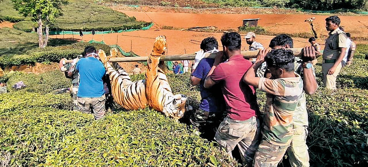 Injured tiger spotted in Ooty tea estate for last two days found dead