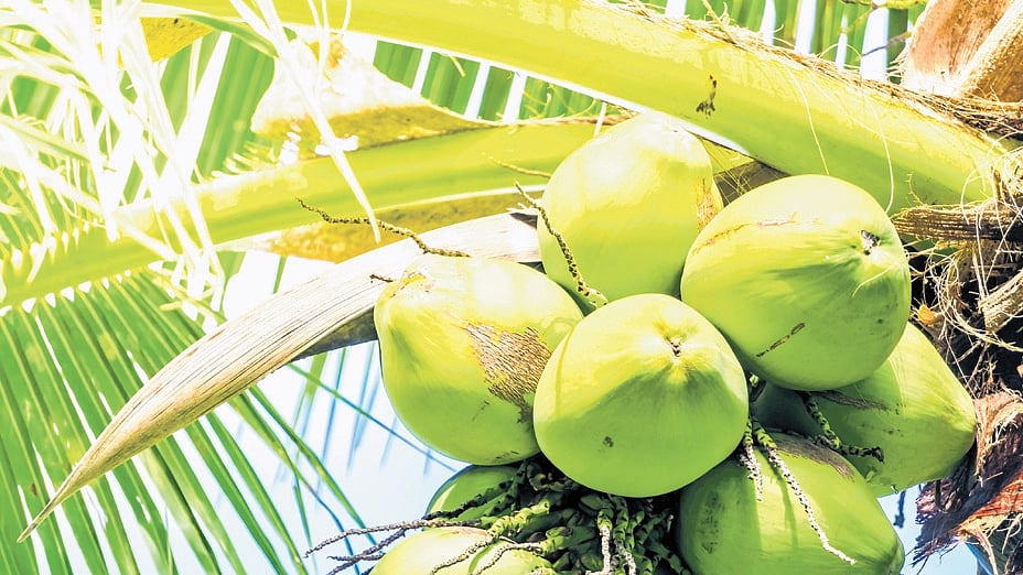 Coconut growers in Kerala pin hopes on export, industrial demand
