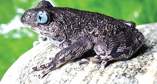 Two new frog species discovered, one named after Malayali journo