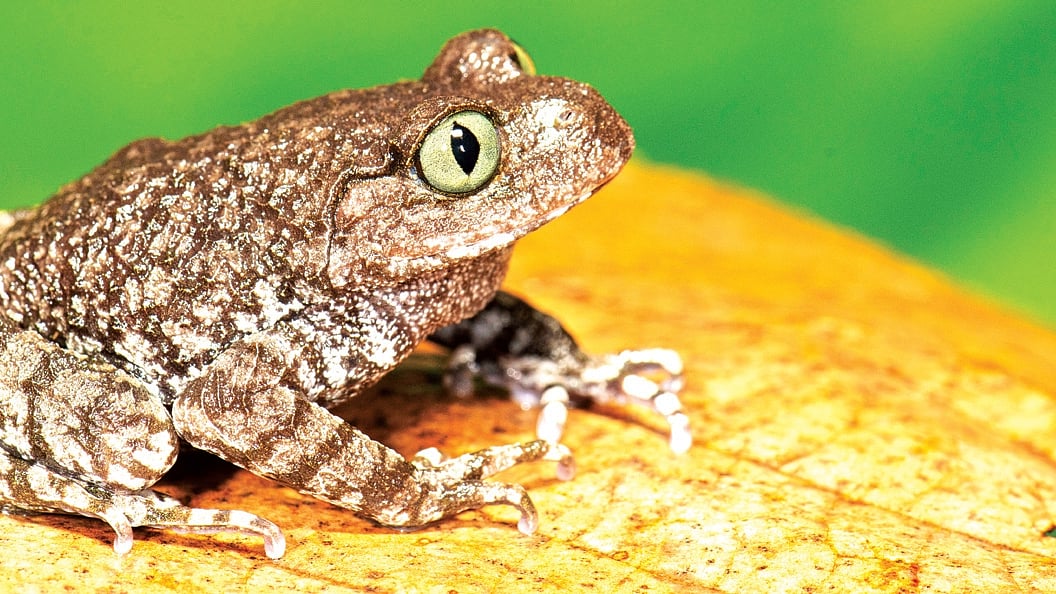Two new frog species discovered, one named after Malayali journo