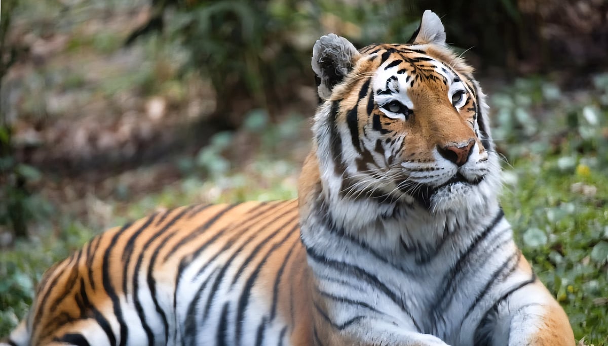 Corbett Tiger Reserve bans mobile use on safaris to curb selfies ...