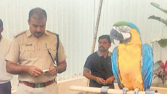 Nine exotic birds rescued after raid on Bengaluru pub