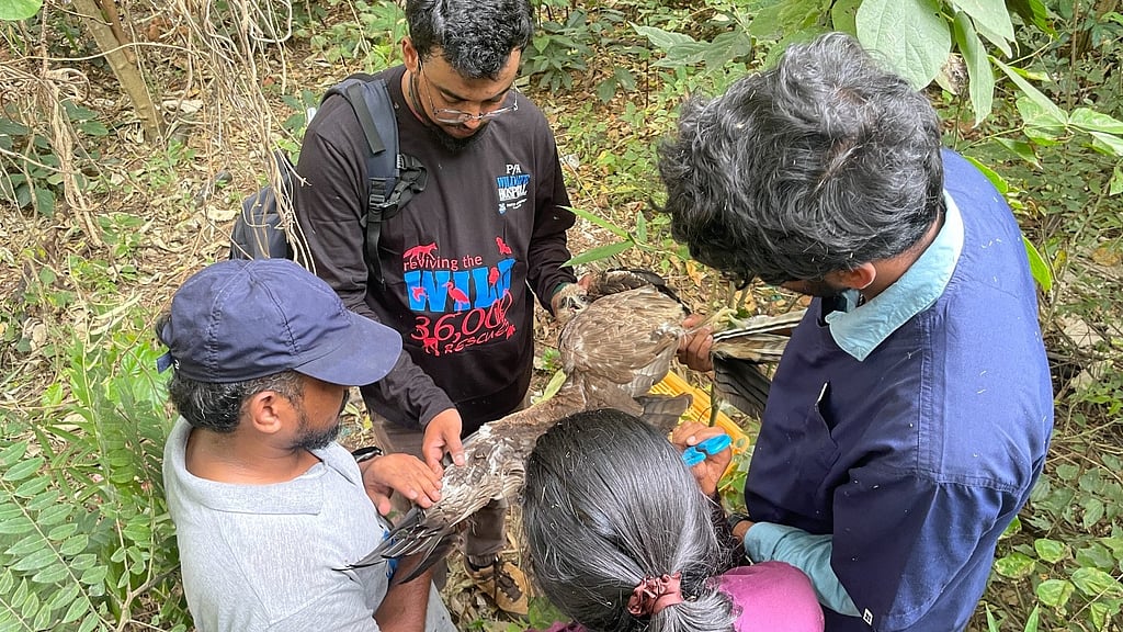 Kite-flying season triggers surge in manja-related bird rescues in ...