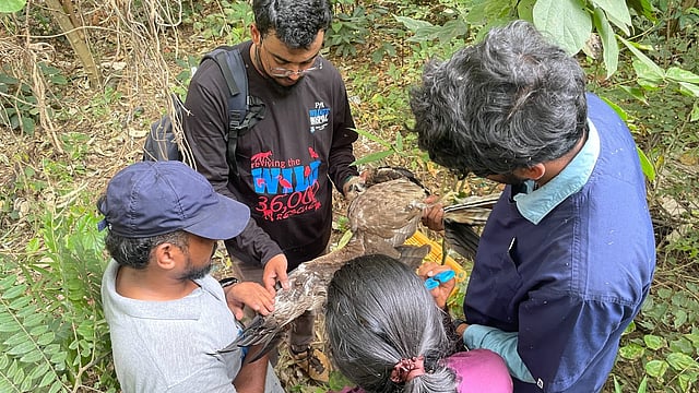 Kite-flying season triggers surge in manja-related bird rescues in ...