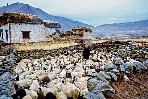 The Accidental Goatherd