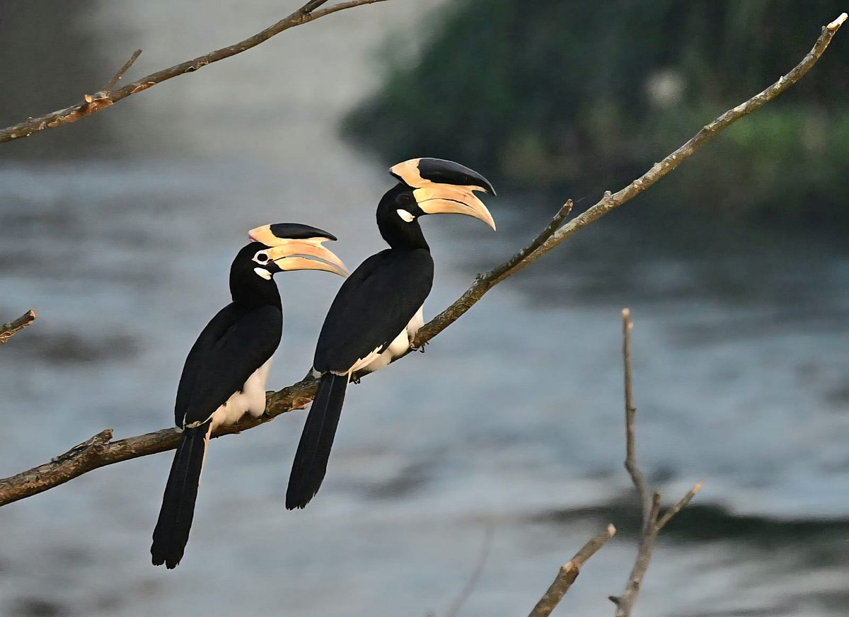 Hornbill calls fade in Karnataka's Dandeli as tourism pressure grows ...